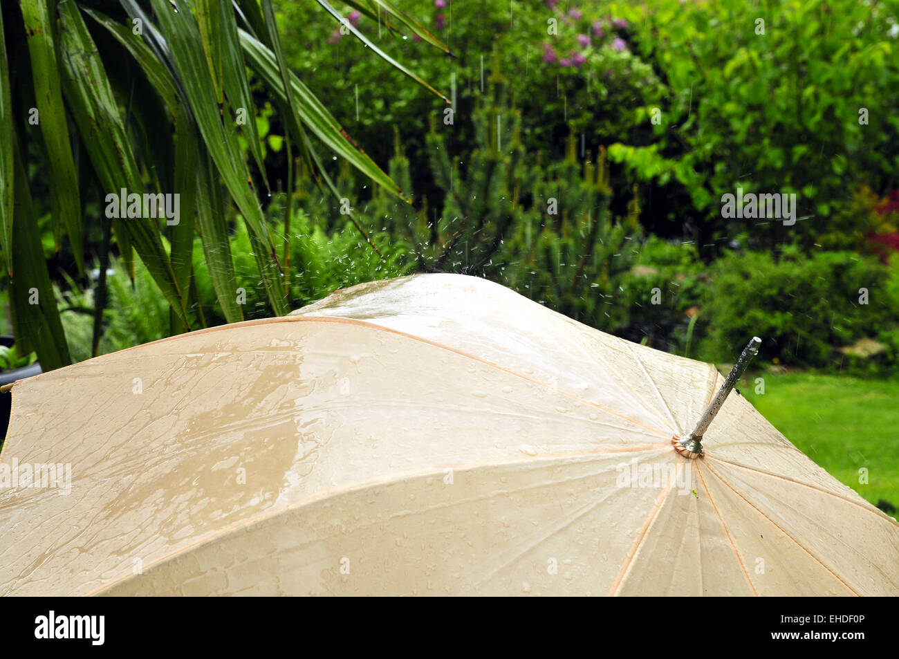Umbrella rain garden wet weather Stock Photo - Alamy