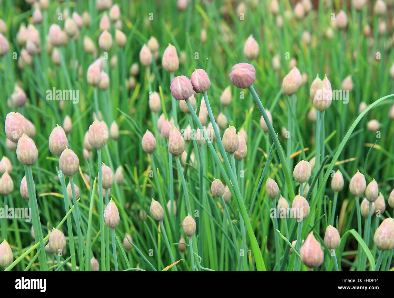 Bloomy hi-res stock photography and images - Alamy