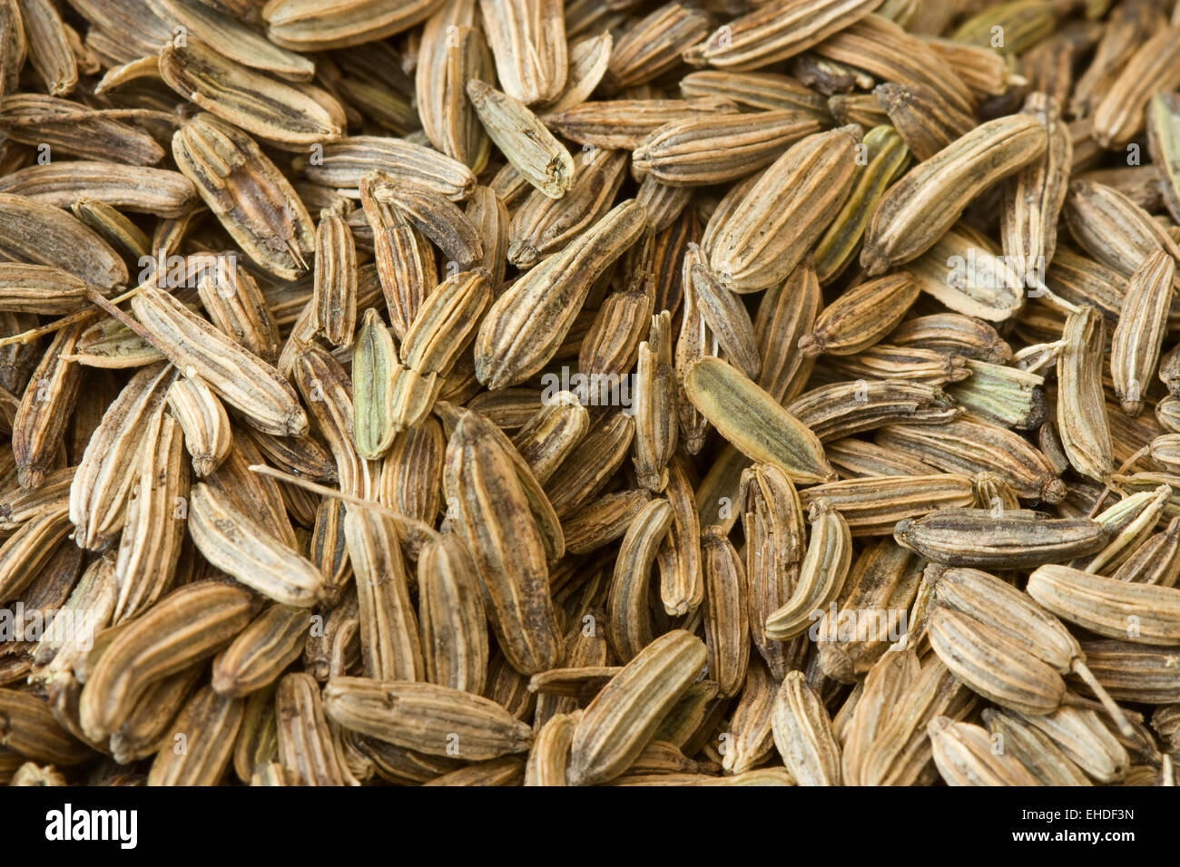 Fenchel - Fennel Stock Photo - Alamy