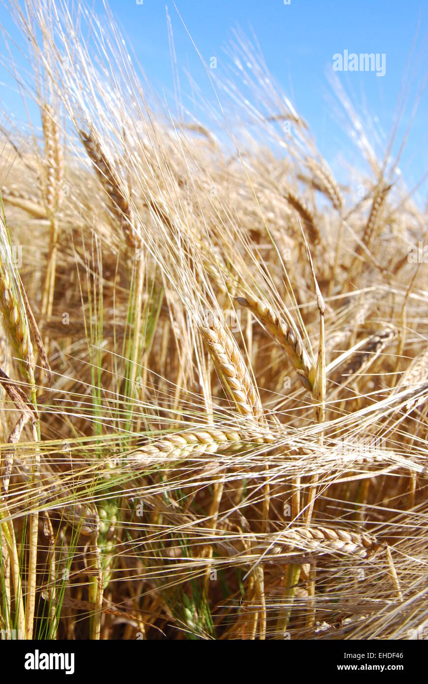 Dinkel feld hi-res stock photography and images - Alamy