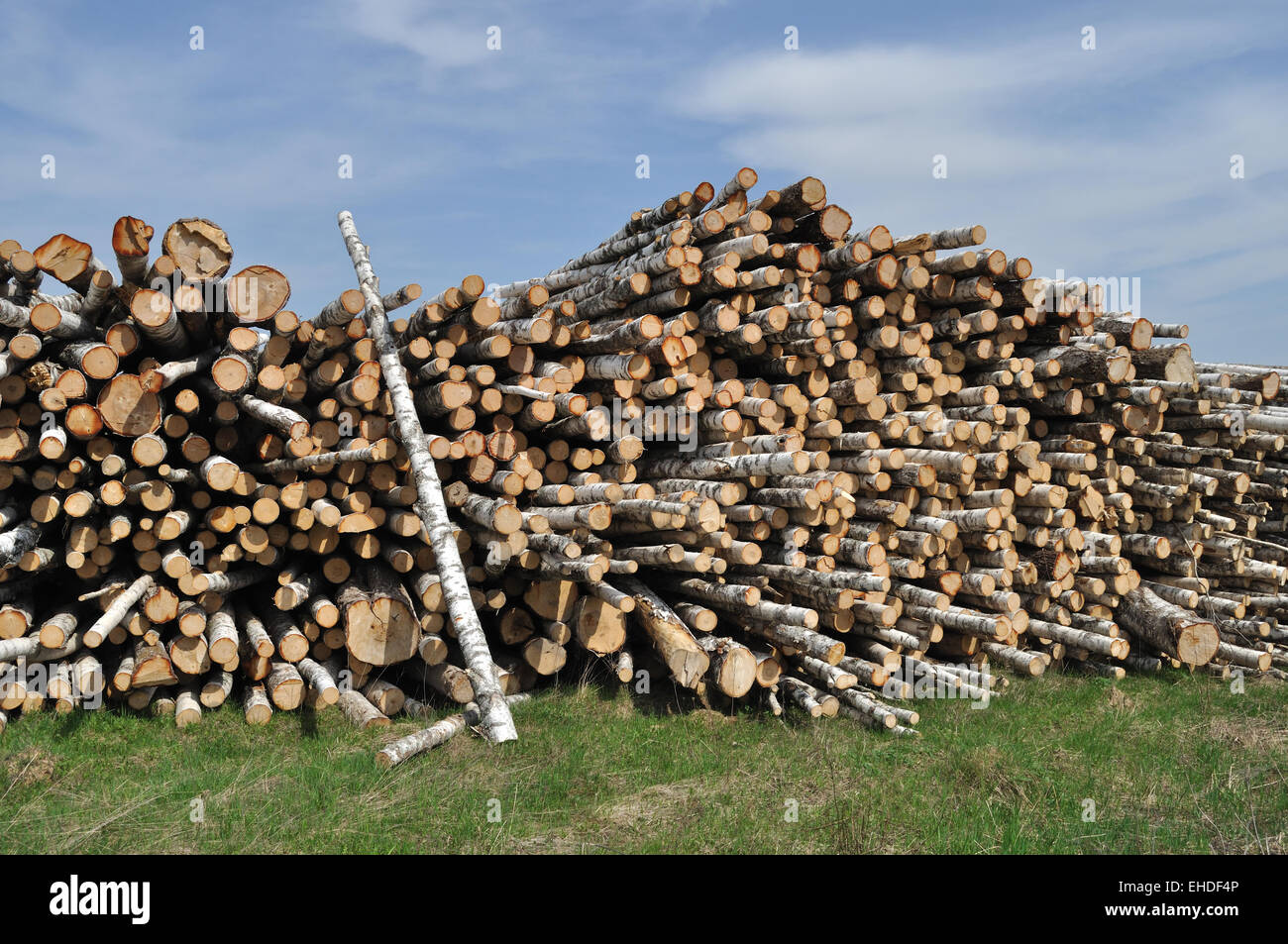 Birch logs pile at forest edge Stock Photo - Alamy