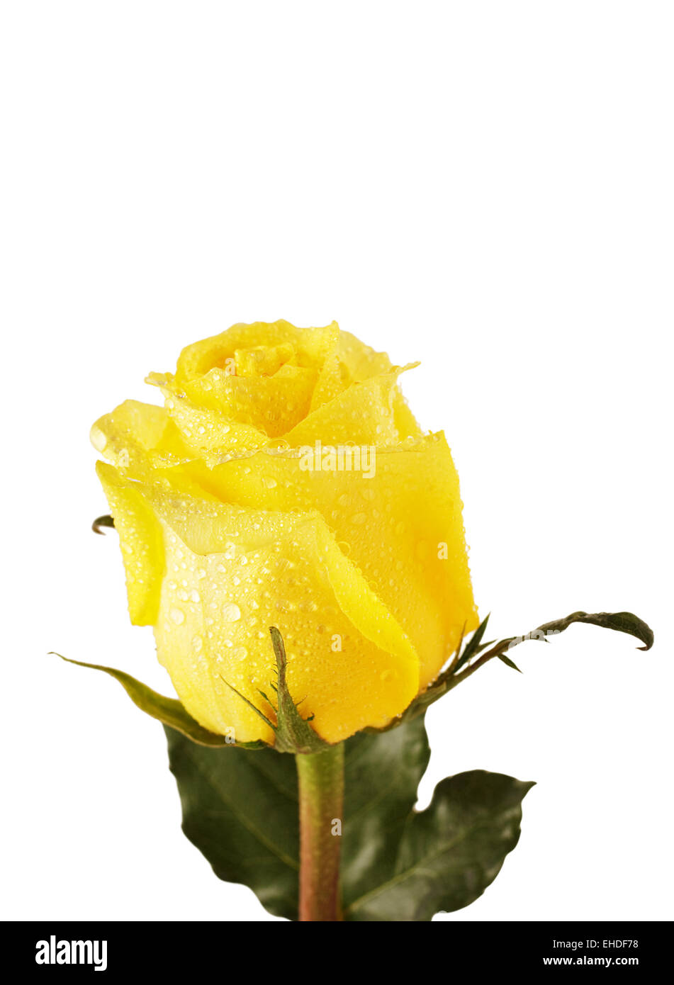 yellow rose isolated over white background Stock Photo - Alamy