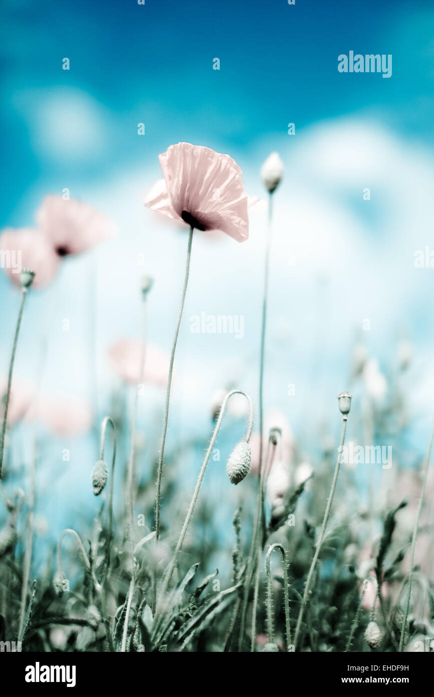 Mohnblume blte hi-res stock photography and images - Alamy