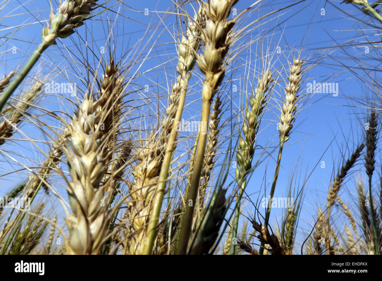 Cultivated grainfield hi-res stock photography and images - Alamy