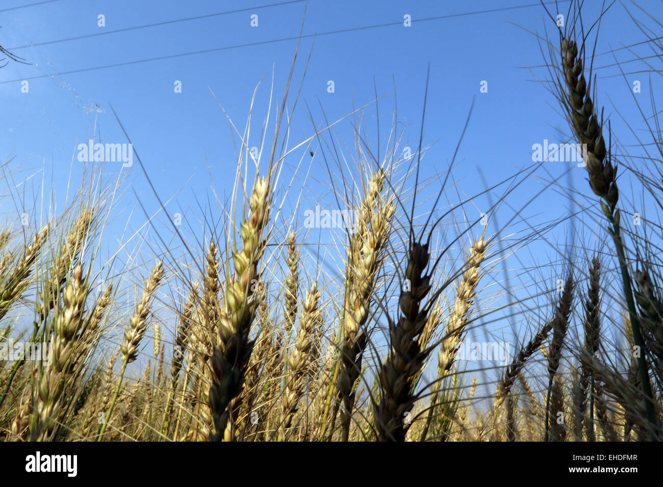 Wheat, agricultural, agriculture field, fields, grain, horizontal, land ...