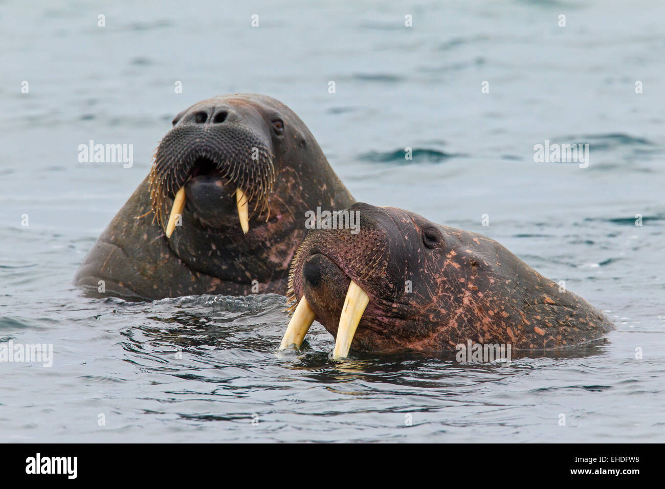 Two walruses (Odobenus rosmarus) swimming in the Arctic sea, Svalbard ...