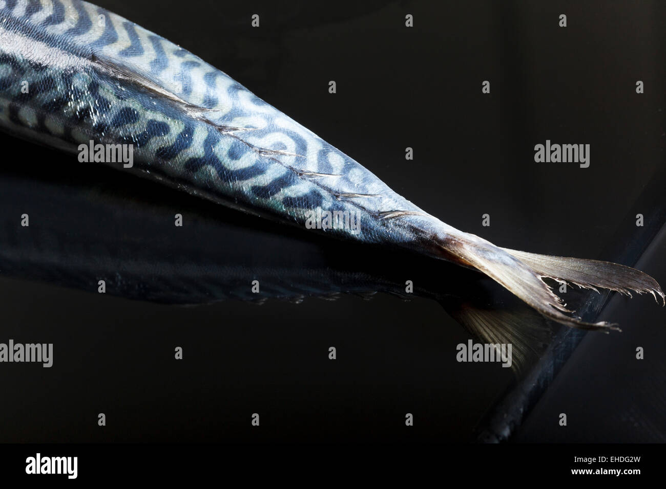 Close up of Mackerel fish tail Stock Photo - Alamy