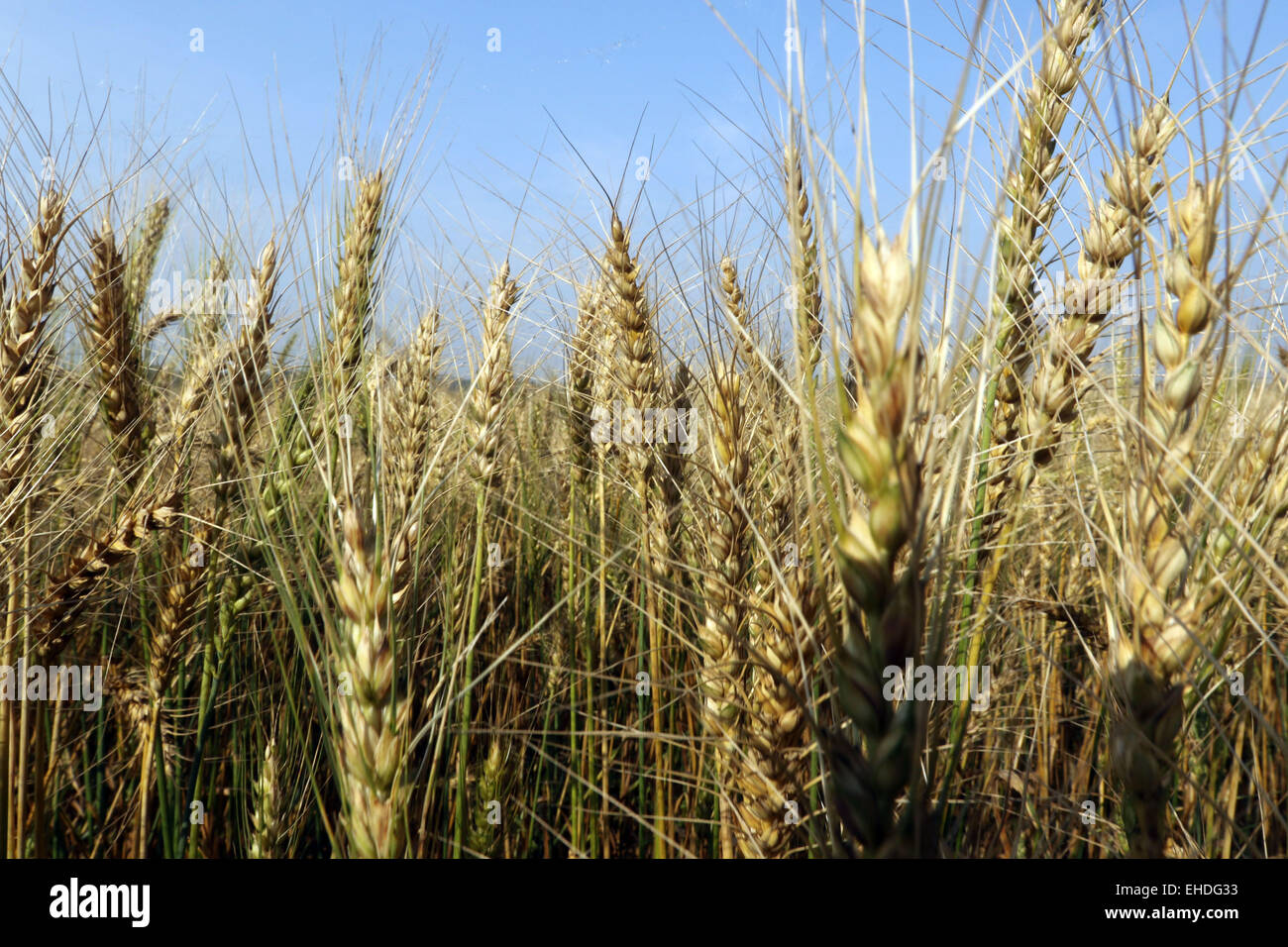 Wheat Fields bangladesh Stock Photo - Alamy