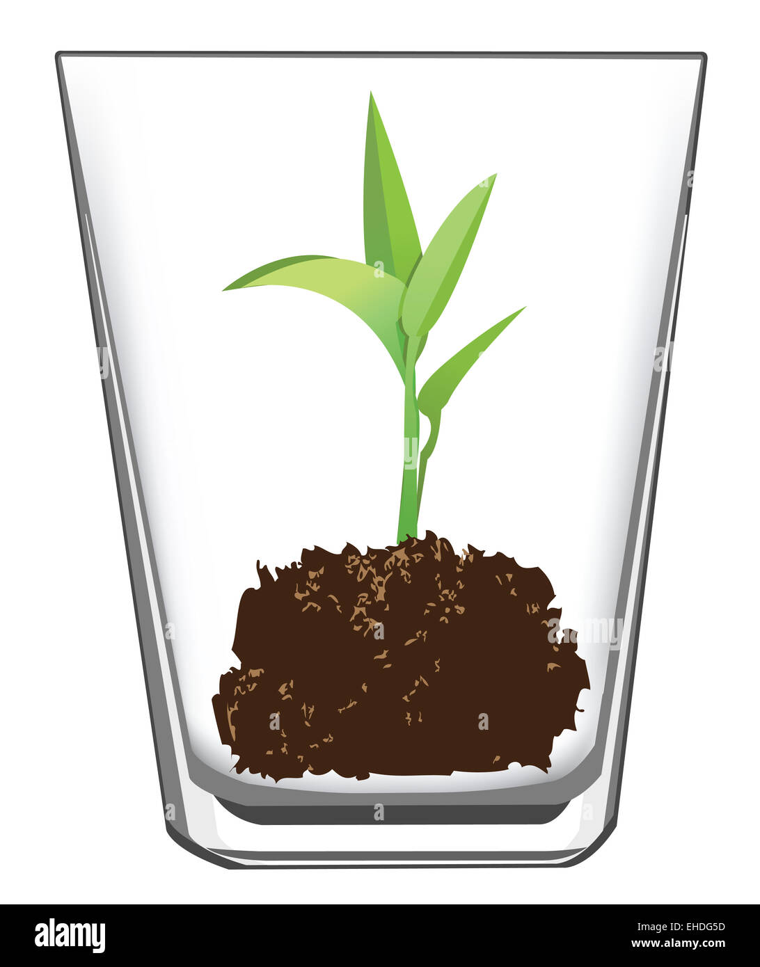 Germination glass hi-res stock photography and images - Alamy