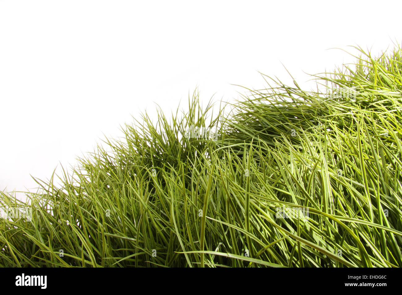 Tall grass blowing in the wind Stock Photo - Alamy