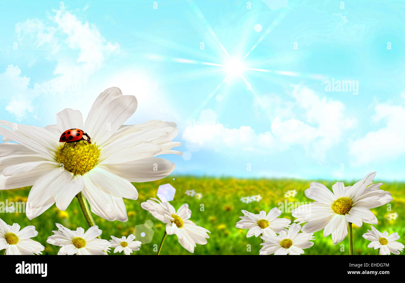Large shasta daisies in field Stock Photo - Alamy