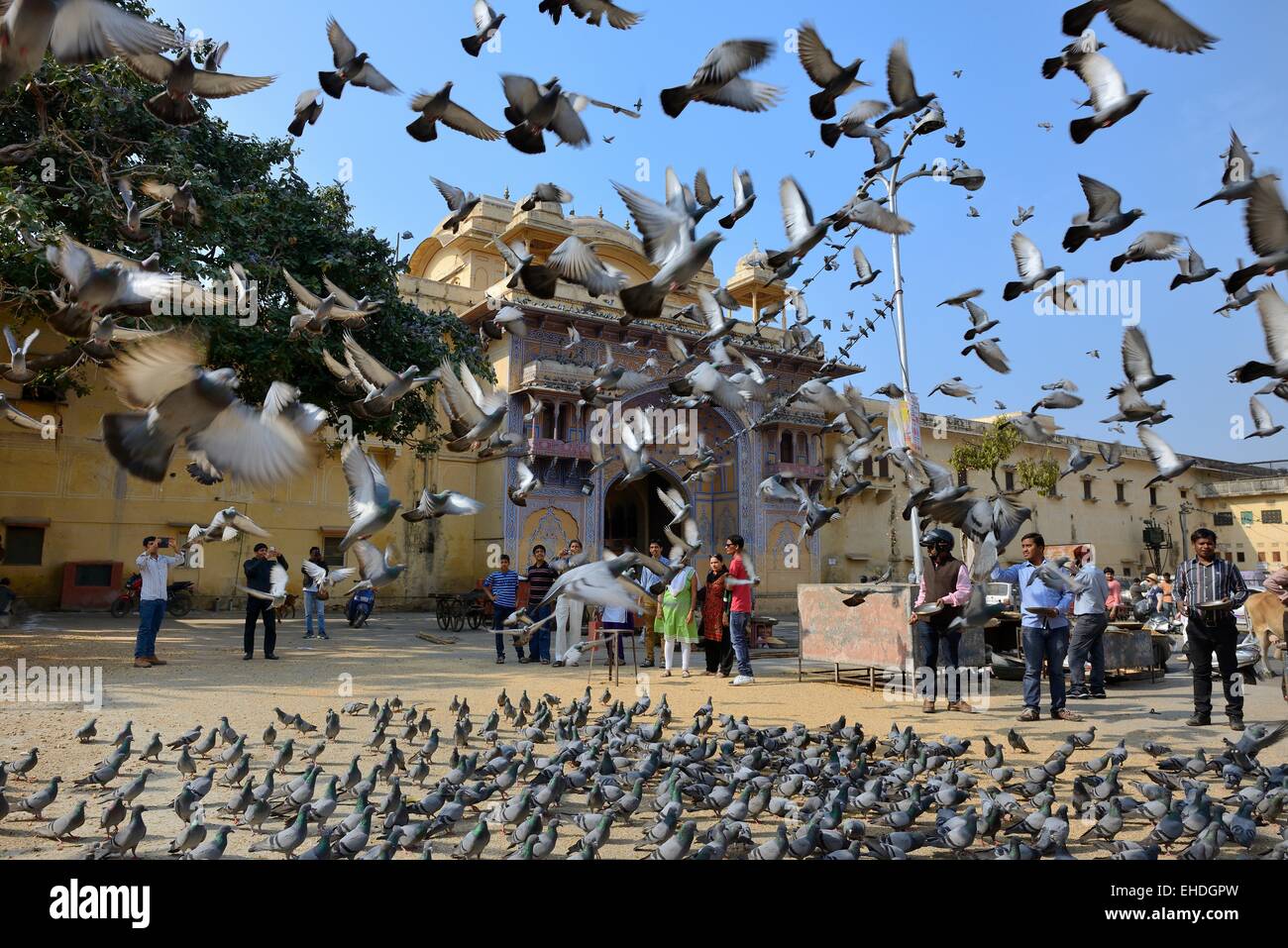 India, Rajasthan, Jaipur, Hindu feeding the pigeons to improve their ...