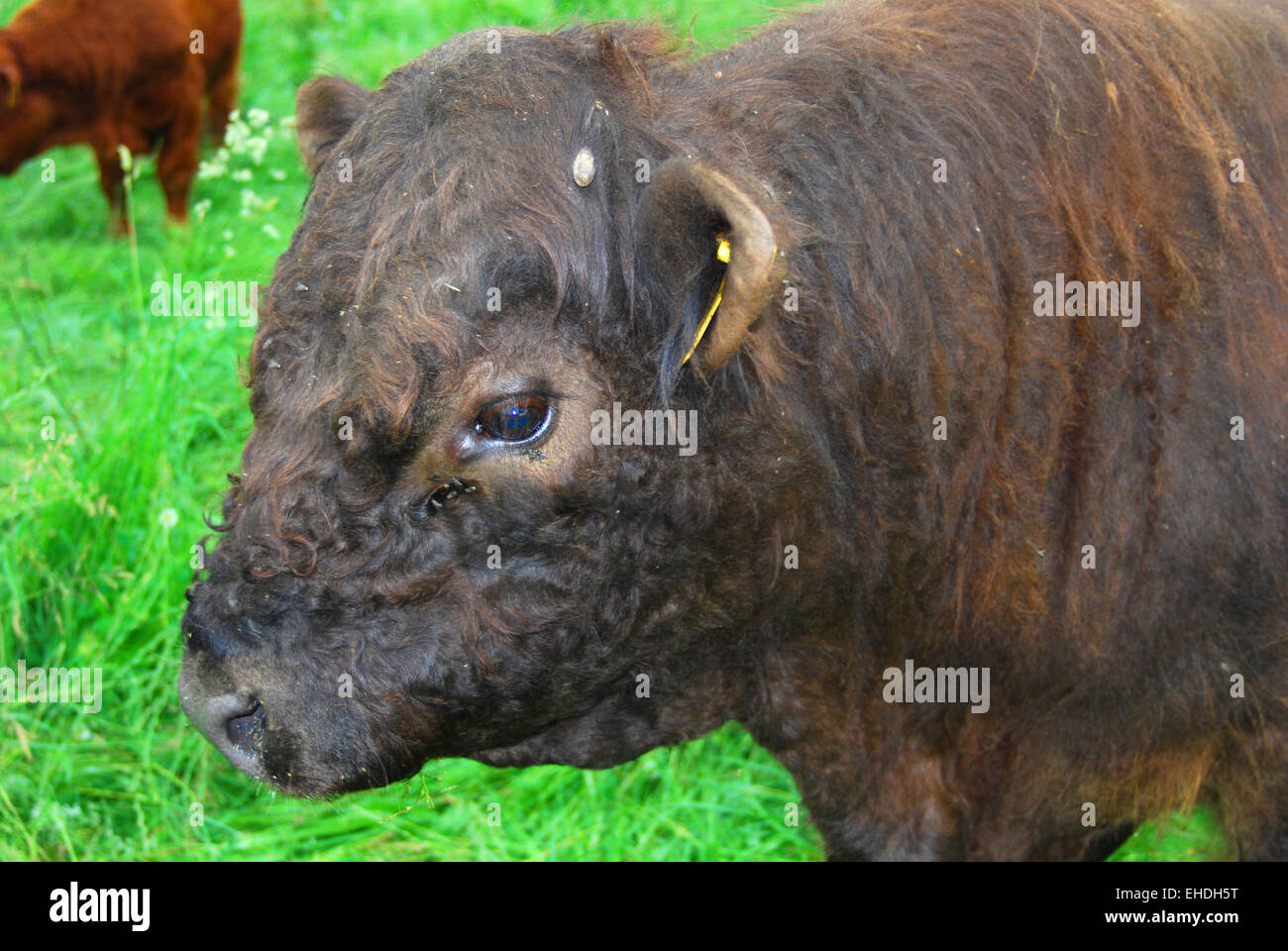 Rinder fliege hi-res stock photography and images - Alamy