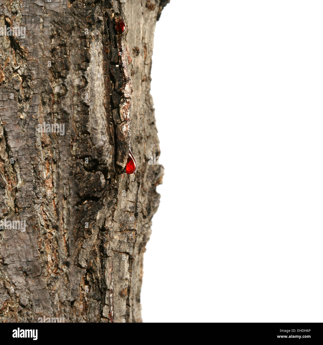 Close-up of blood dripping from tree Stock Photo - Alamy