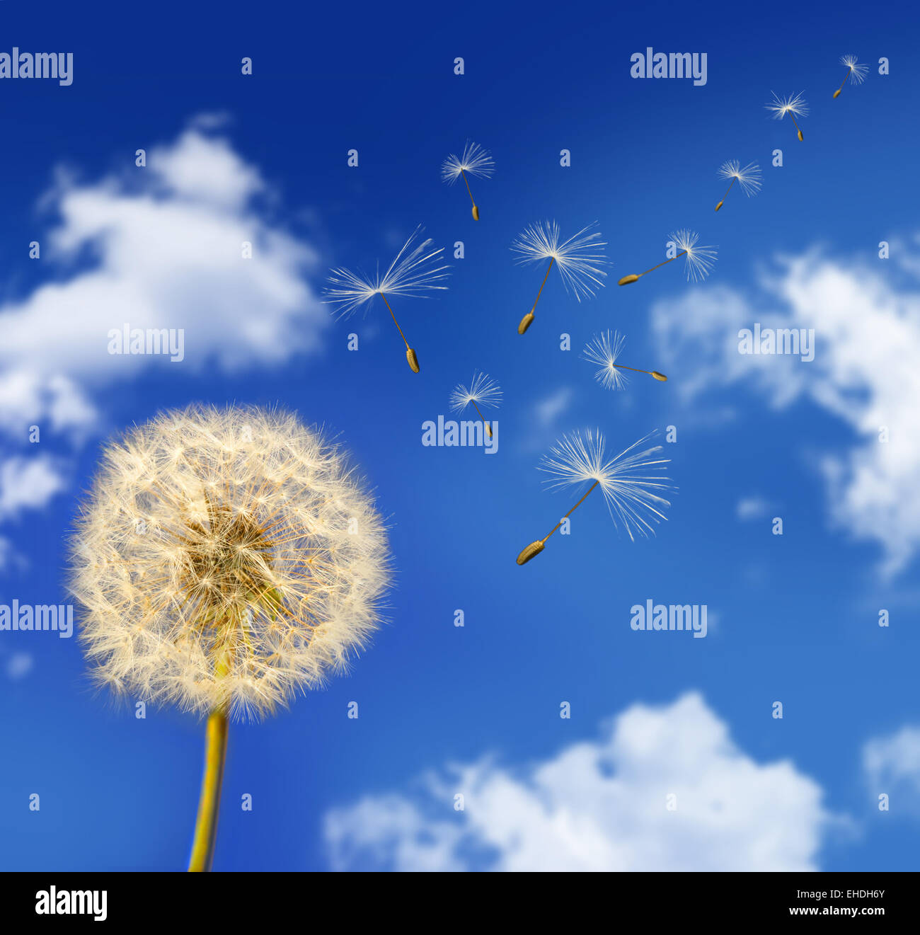 Seeds blowing in the wind hi-res stock photography and images - Alamy
