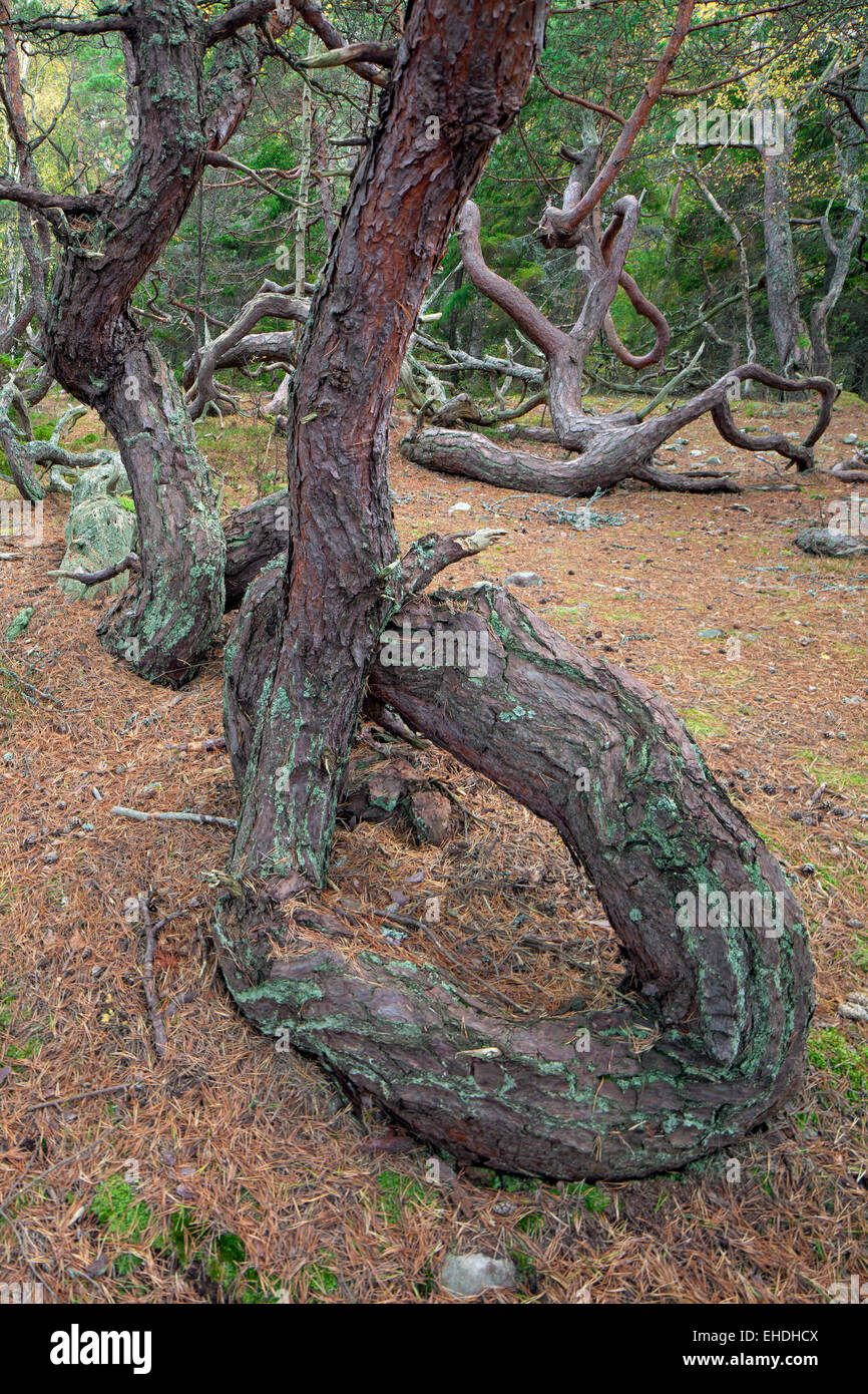 Windswept Scots pine trees with contorted shapes in Trollskogen ...