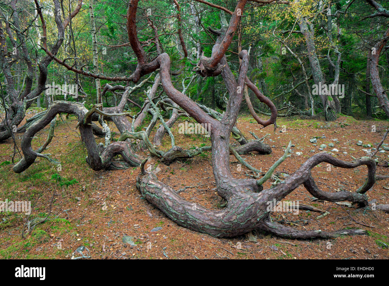 Windswept Scots pine trees with contorted shapes in Trollskogen ...