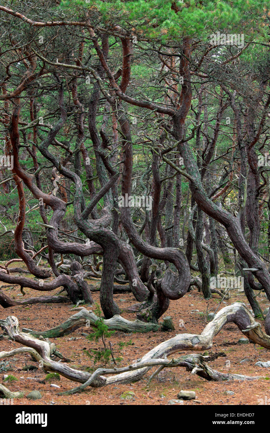 Windswept Scots pine trees with contorted shapes in Trollskogen ...