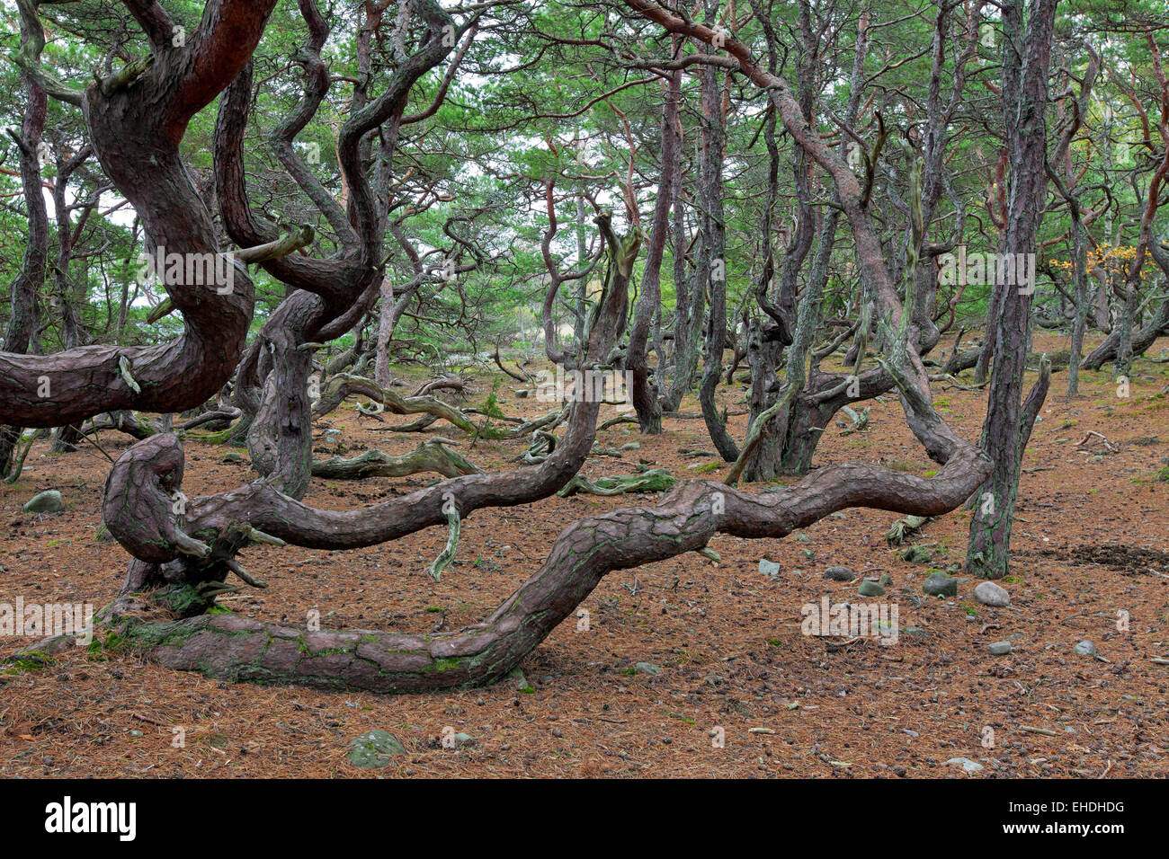 Windswept Scots pine trees with contorted shapes in Trollskogen ...
