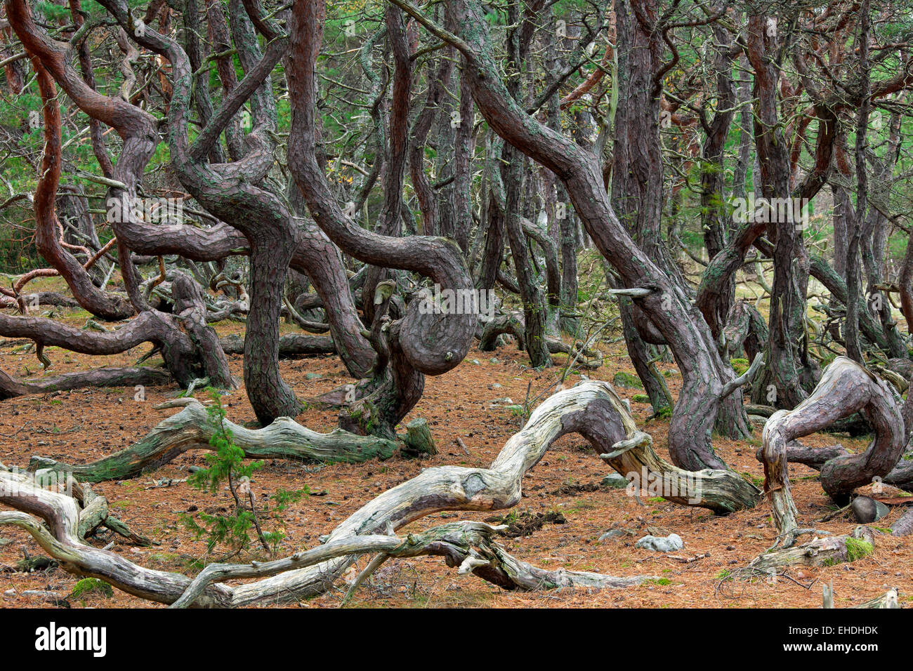 Windswept Scots pine trees with contorted shapes in Trollskogen ...