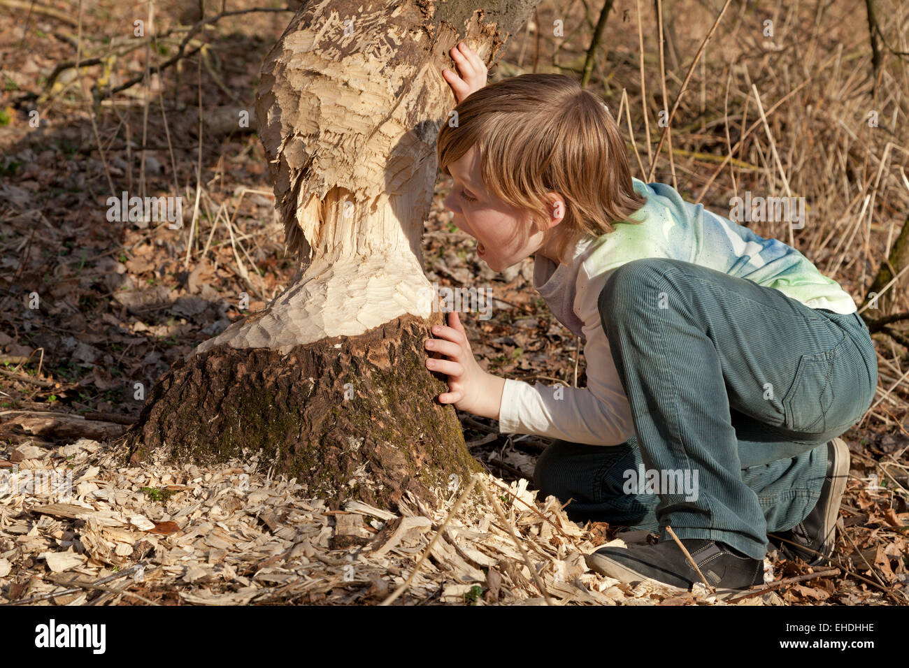 young boy pretending to bite into a tree damaged by a beaver near ...