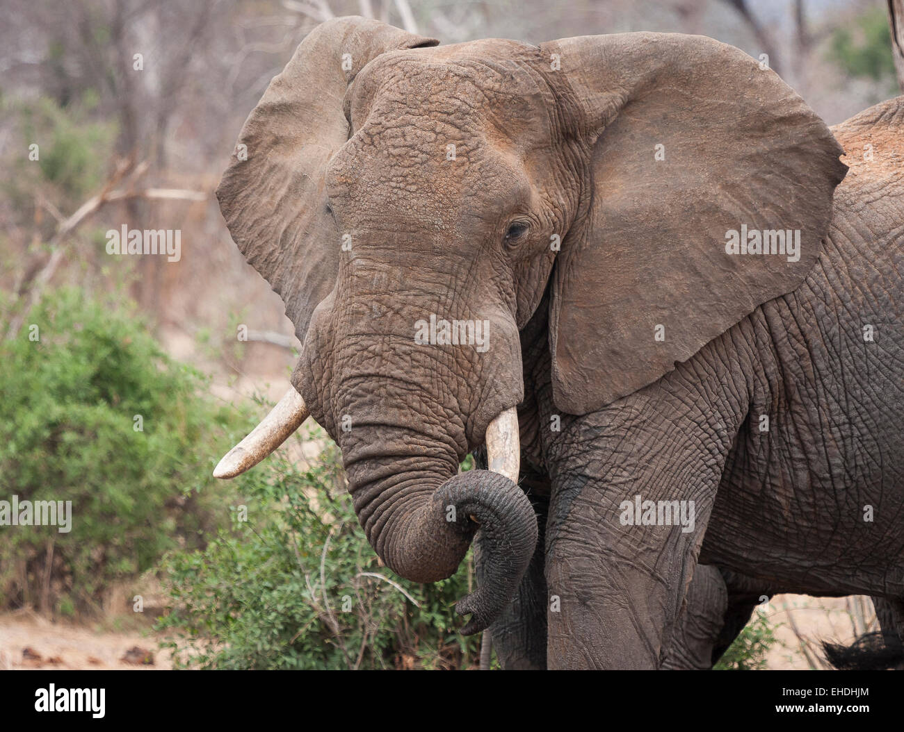 Elephant curling its trunk hi-res stock photography and images - Alamy