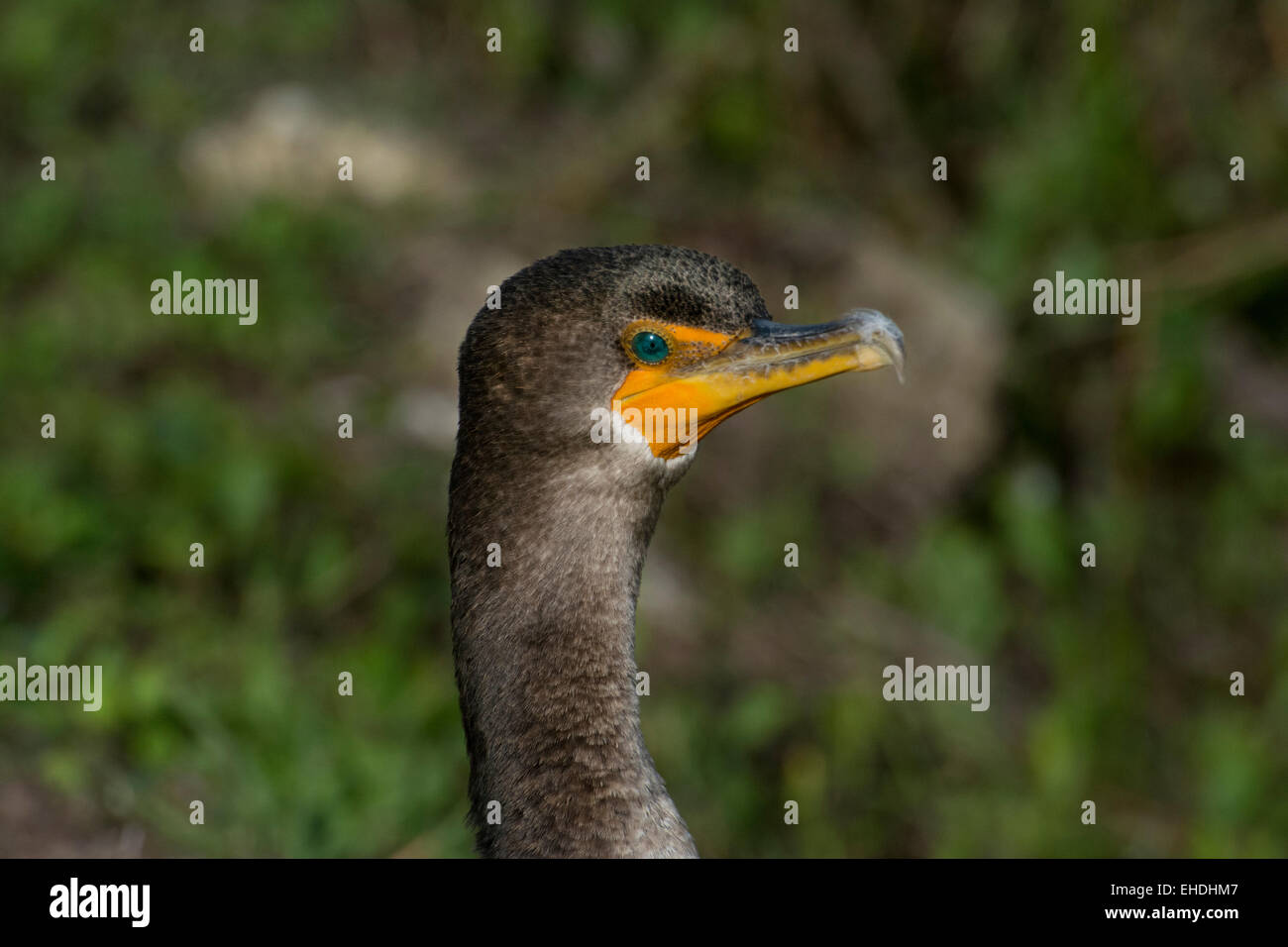 Cormorant phalacrocoracidae hi-res stock photography and images - Alamy