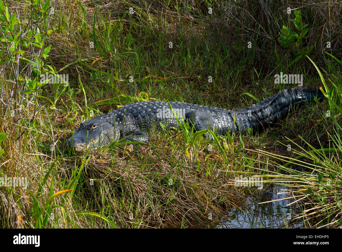 An American Alligator Stock Photo - Alamy