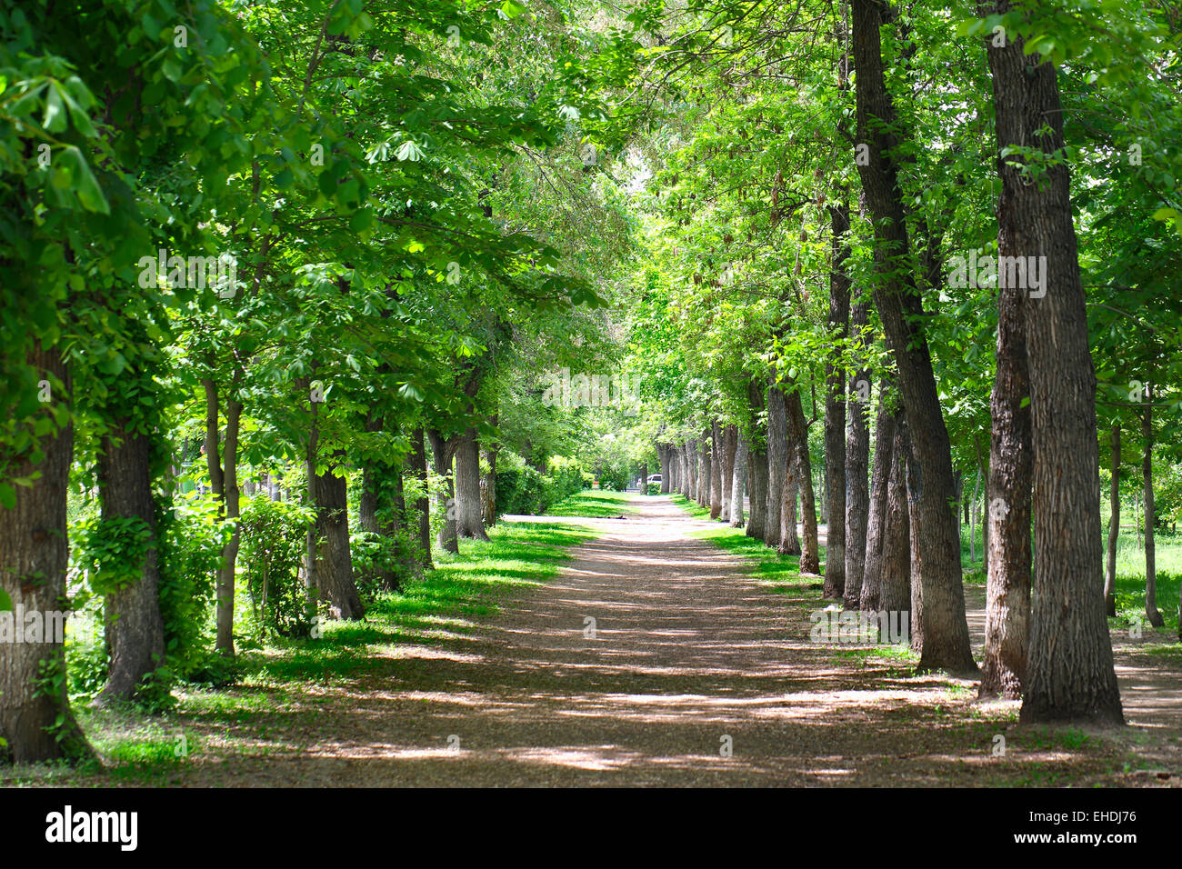 park landscape allee Stock Photo - Alamy