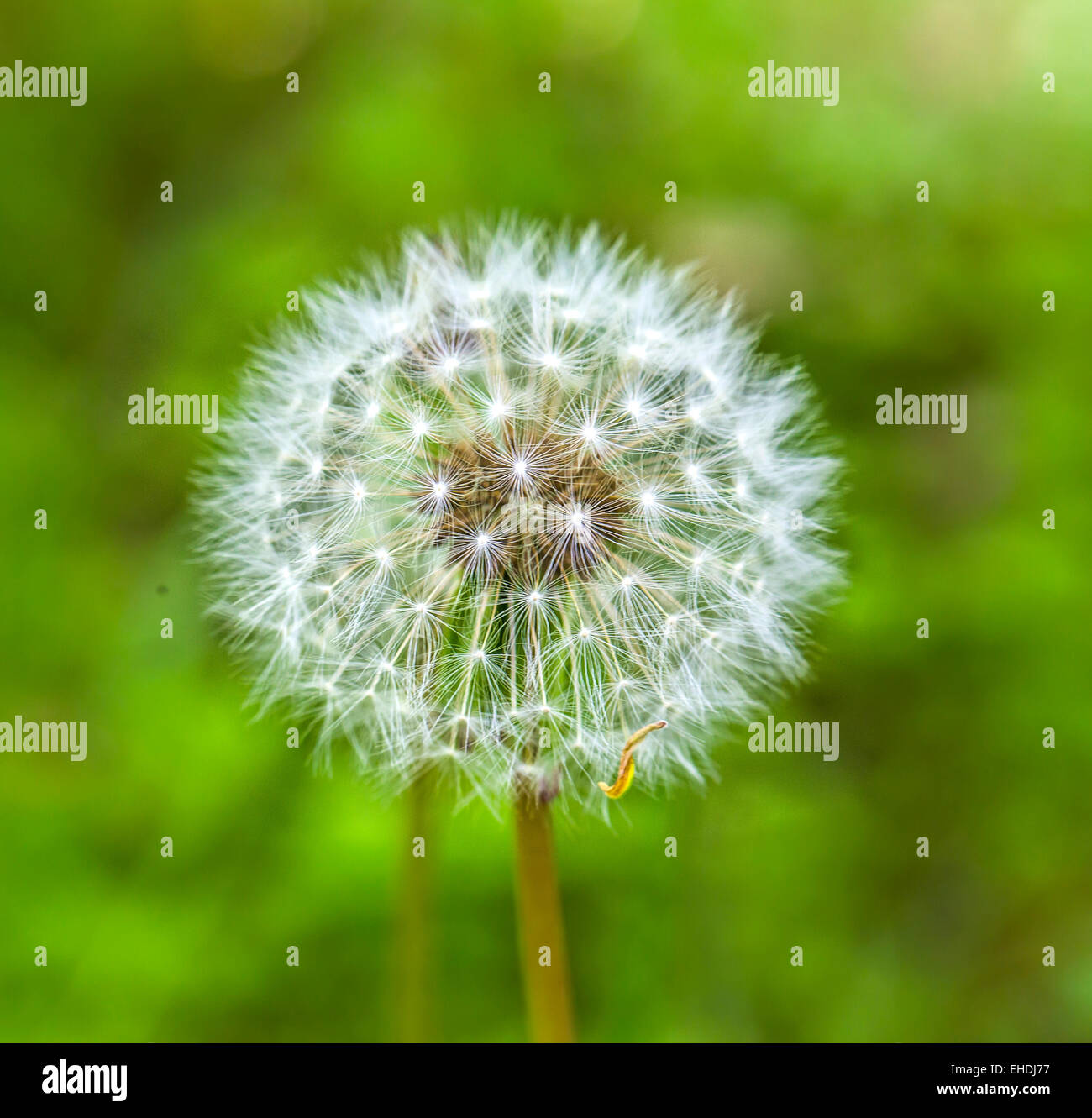 dandelion flower Stock Photo - Alamy