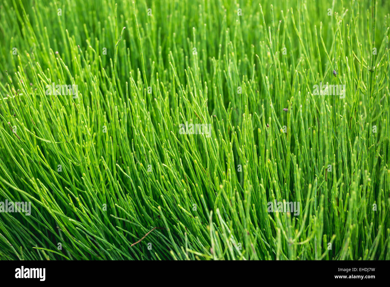 Natural short grass background Stock Photo - Alamy