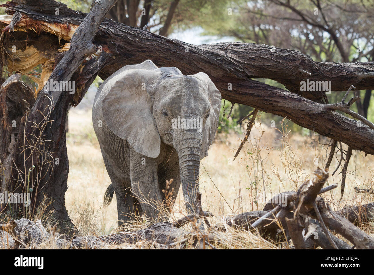 Elephant trunk curling hi-res stock photography and images - Alamy