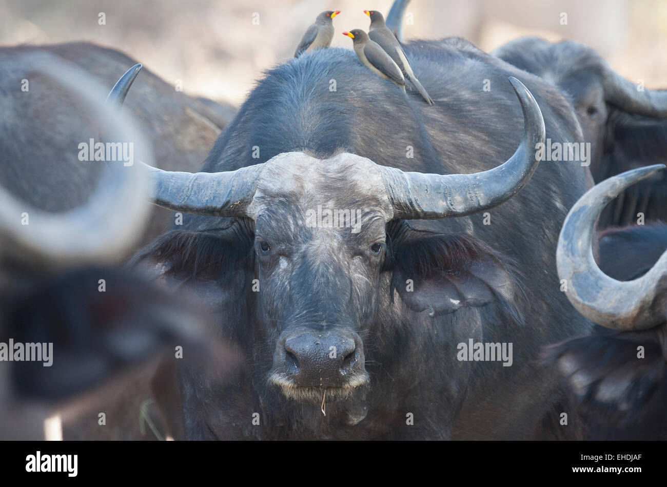 Female buffalo and oxpeckers Stock Photo - Alamy