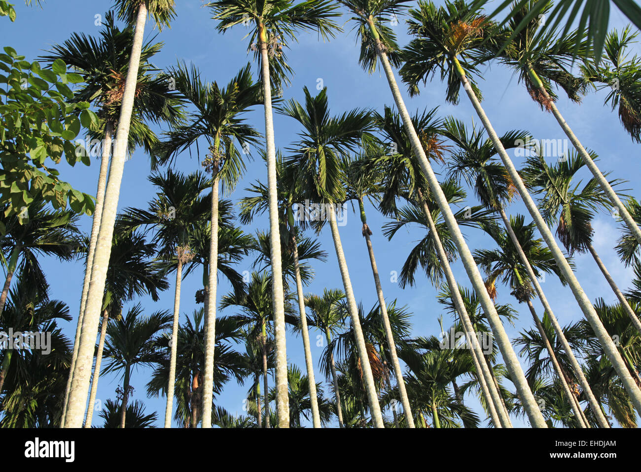 Fores view hi-res stock photography and images - Alamy