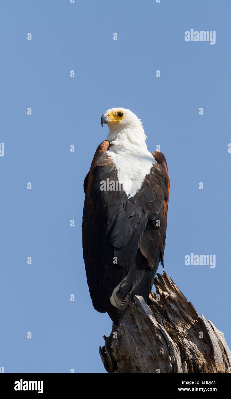 Perching feet hi-res stock photography and images - Alamy