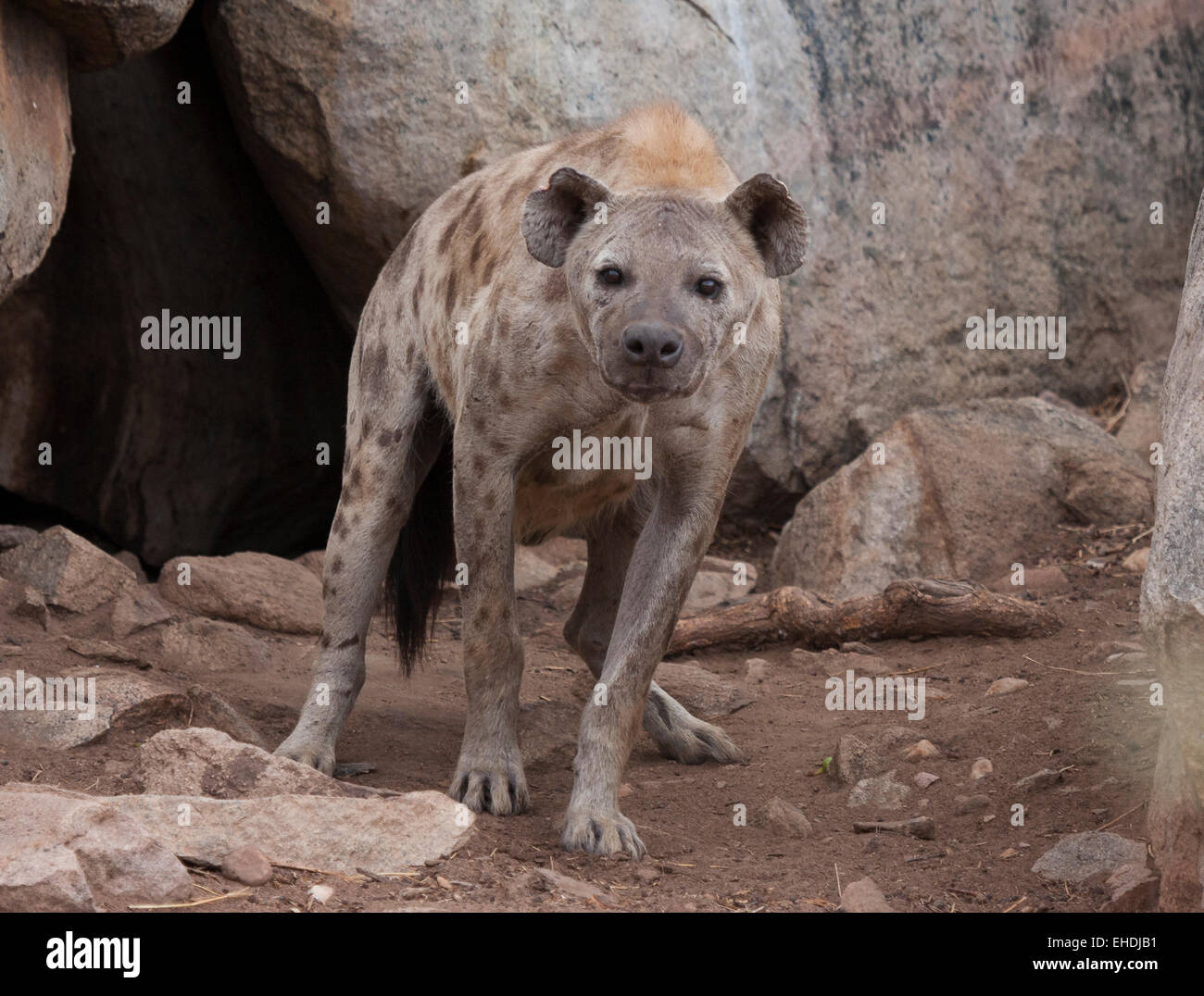 Cave hyena hi-res stock photography and images - Alamy