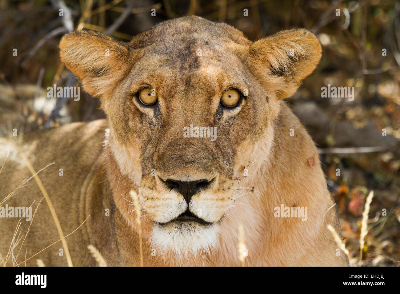 Old lioness hi-res stock photography and images - Alamy