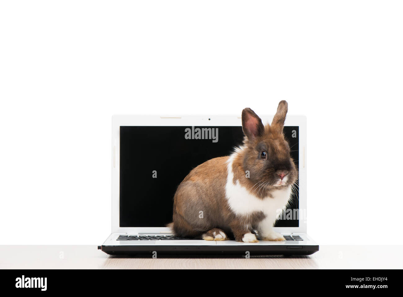 Little bunny sitting on laptop Stock Photo - Alamy