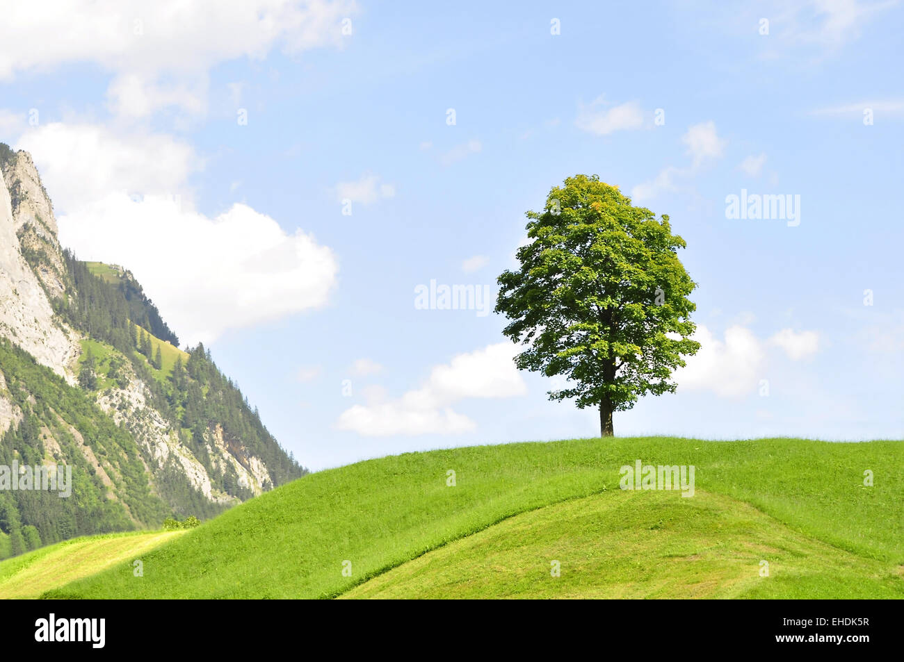 Tree of hell hi-res stock photography and images - Alamy