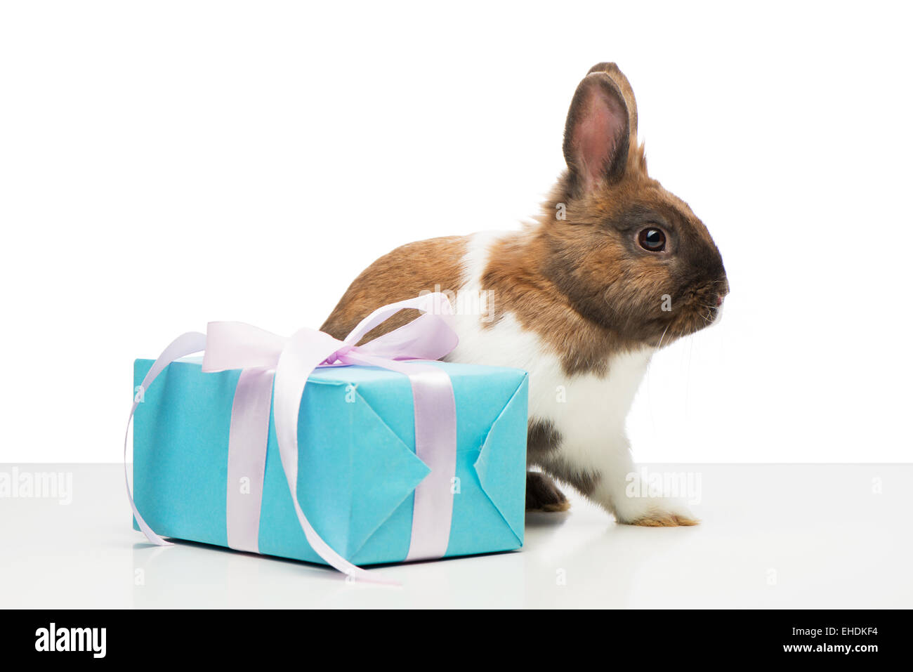 Cute bunny is near blue present box Stock Photo - Alamy