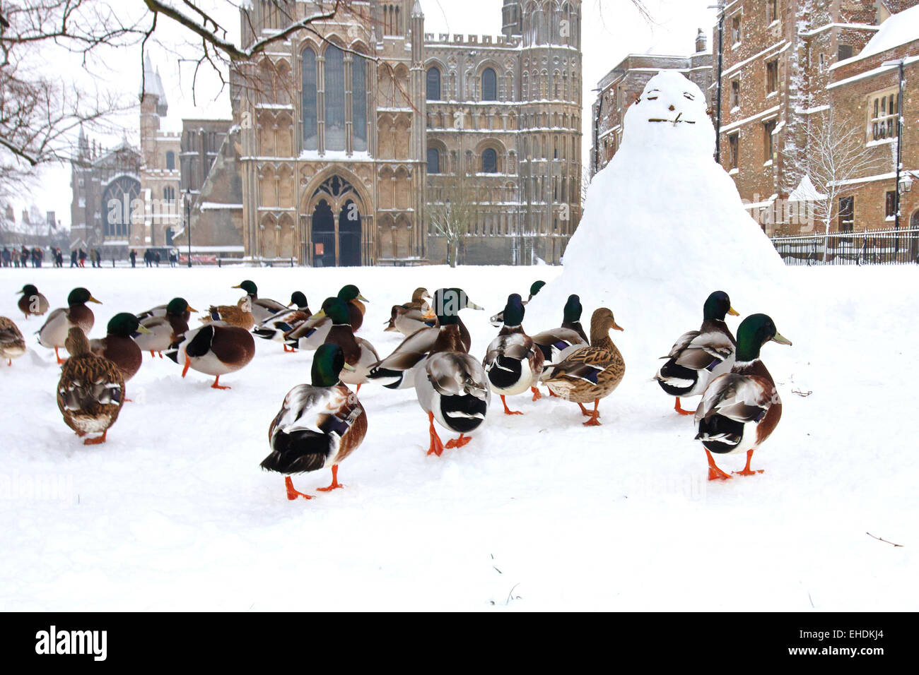 Ducks in front of Ely Cathedral in the snow in Ely Stock Photo - Alamy