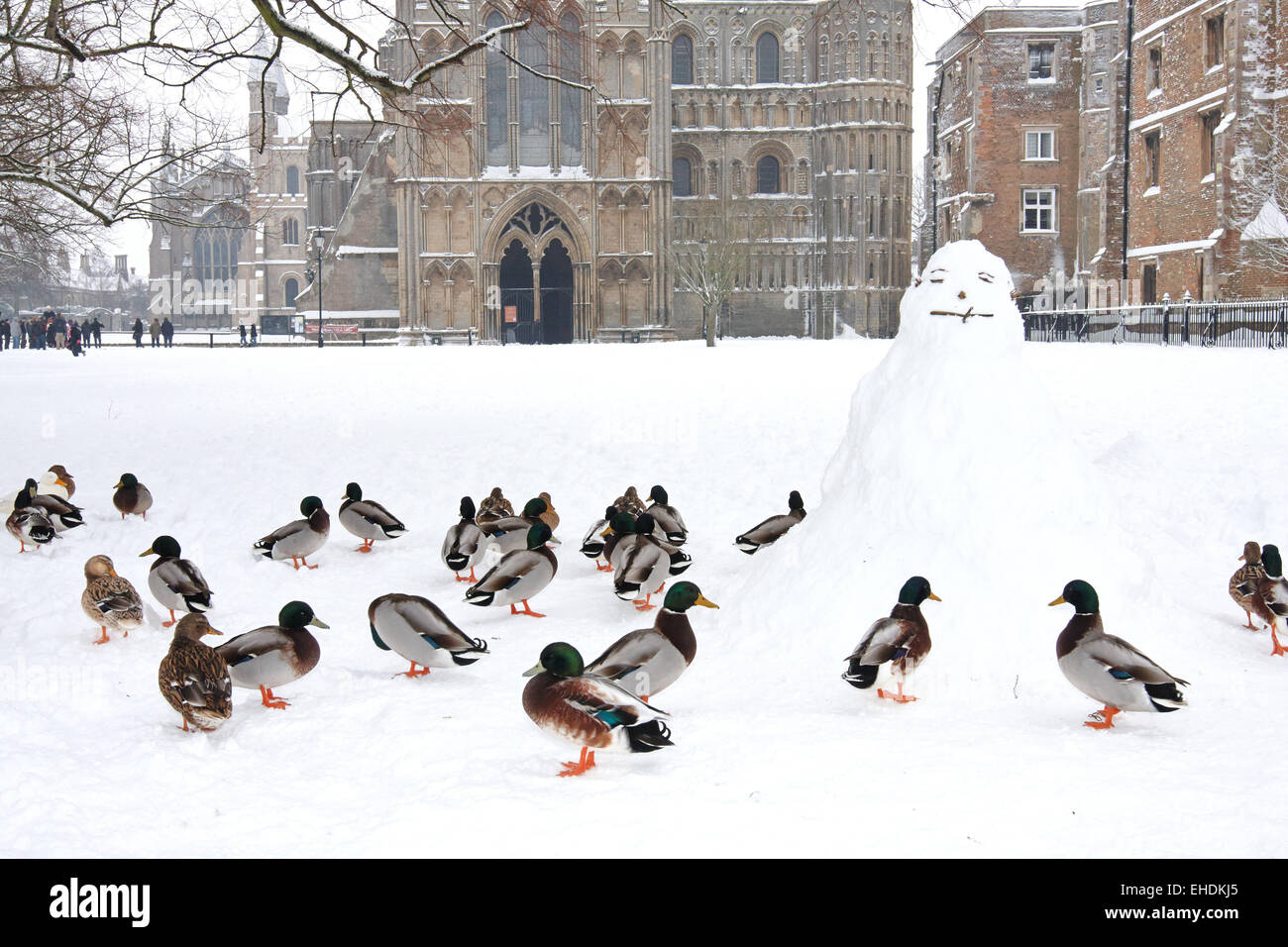 Ducks and snowman in front of Ely Cathedral in the snow in Ely Stock ...