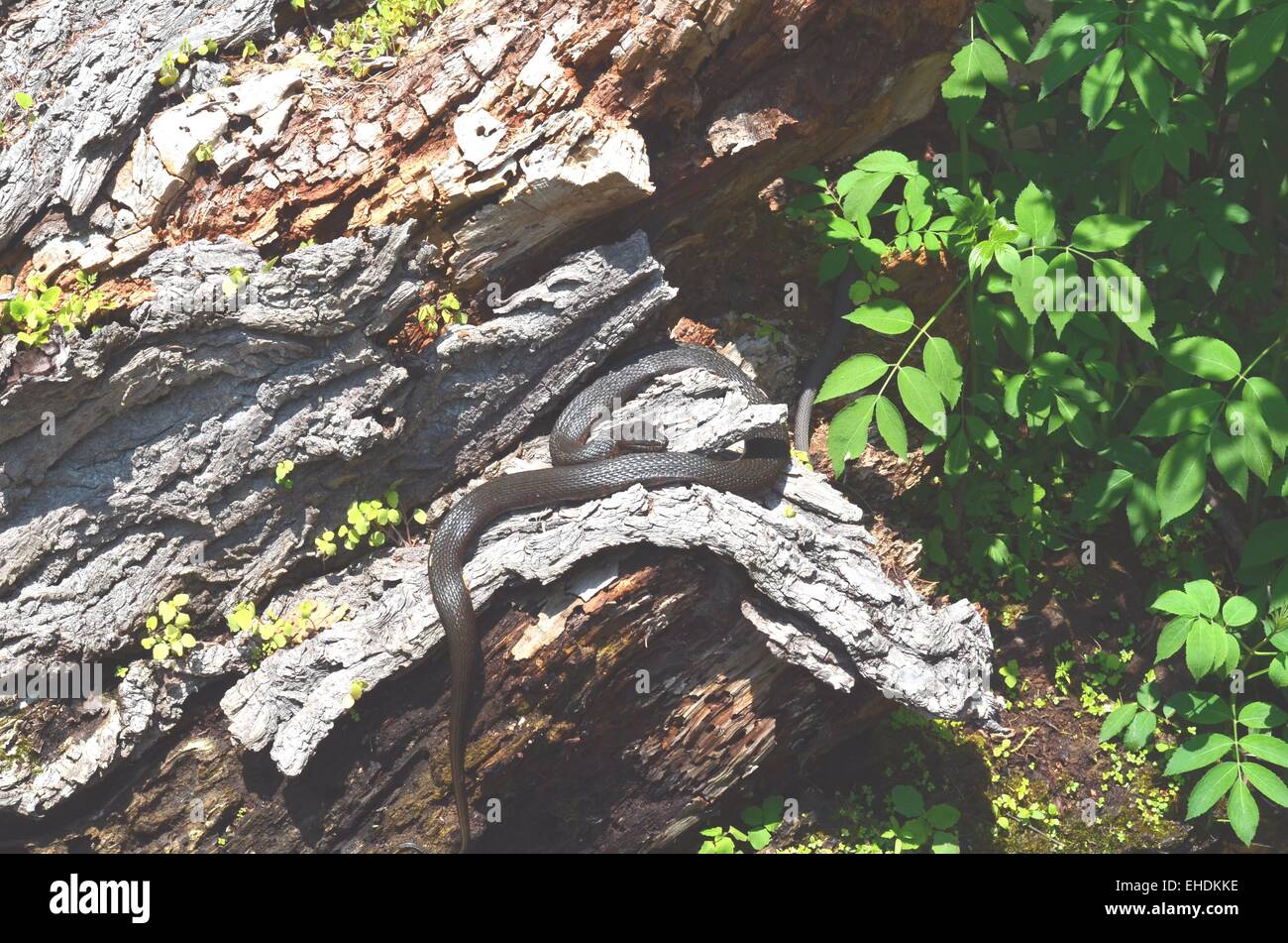 Sunning snake hi-res stock photography and images - Alamy