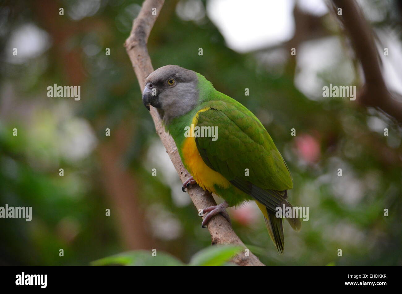 Feet parrot hi-res stock photography and images - Alamy
