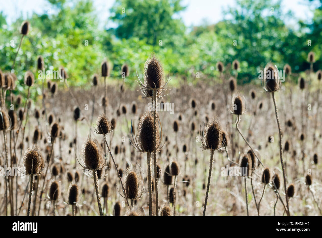 Wildflower seed pods hi-res stock photography and images - Alamy