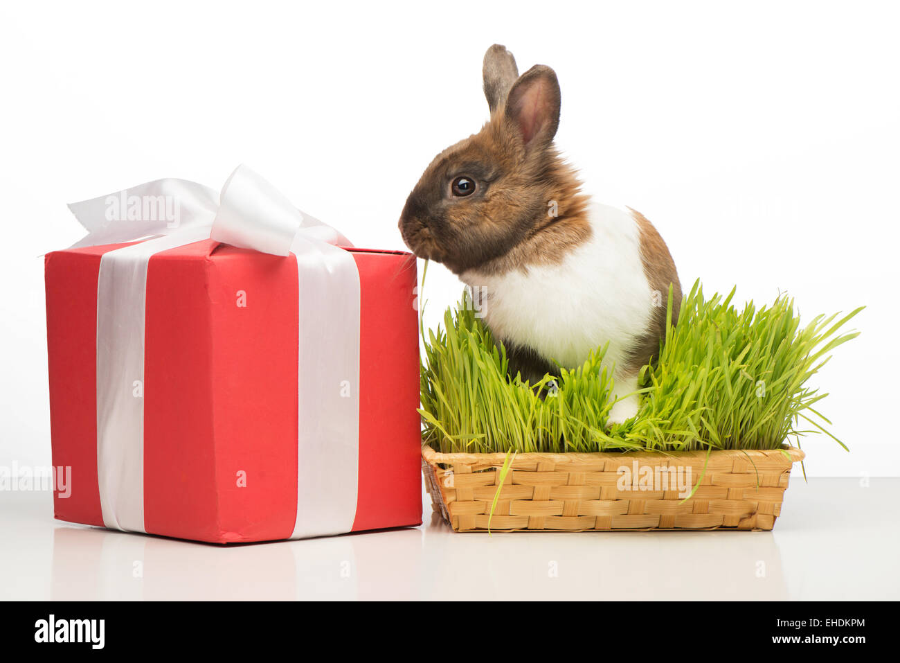 Cute bunny sitting in grass near red present box Stock Photo - Alamy
