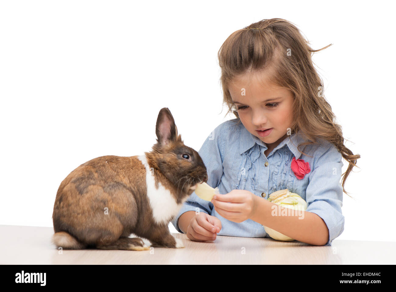 Cute girl feeding bunny with cabbage Stock Photo - Alamy