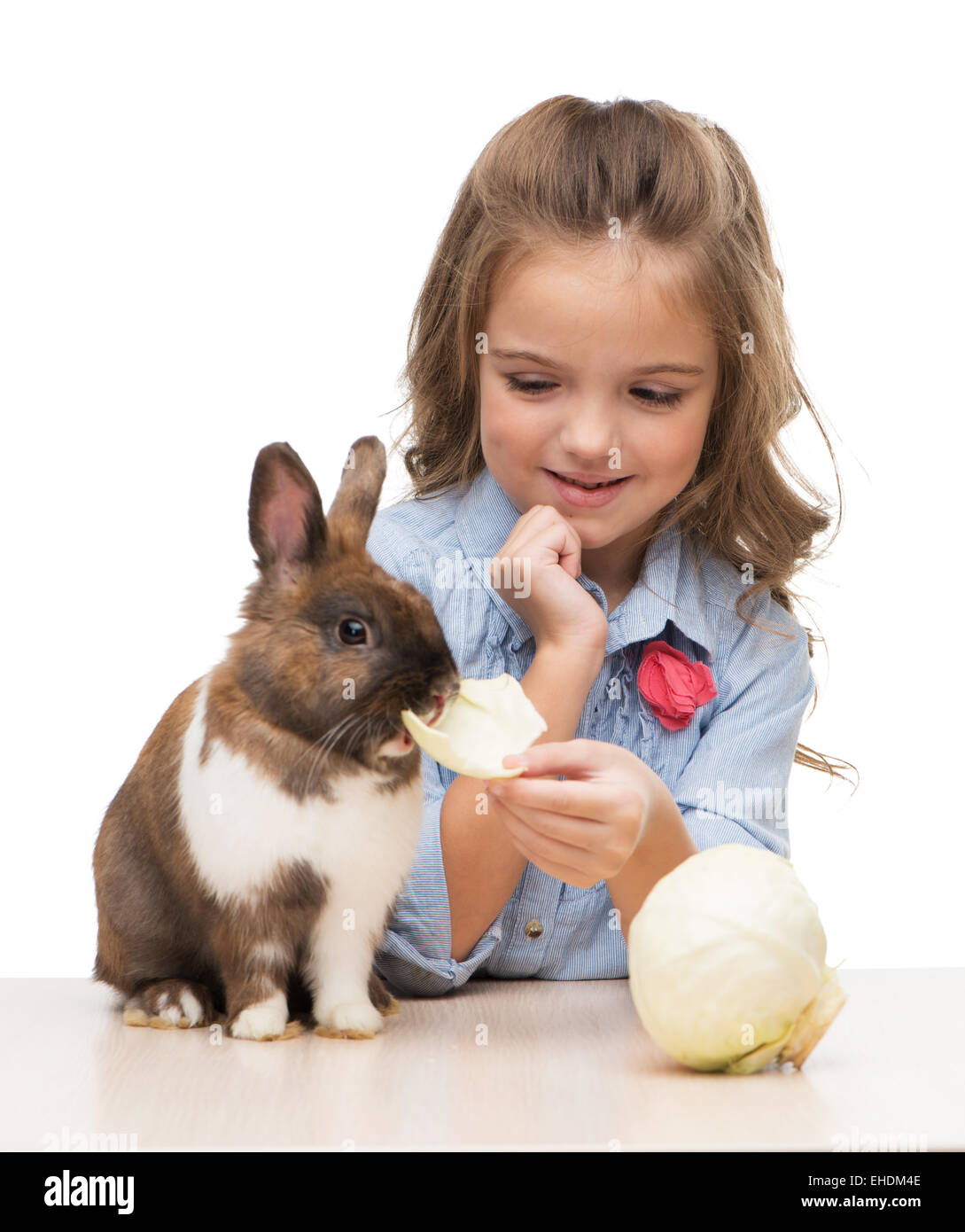 Little girl feeding bunny with cabbage Stock Photo - Alamy