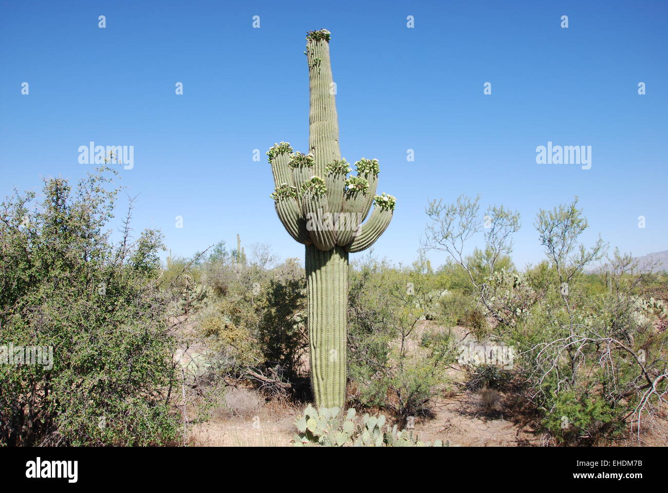 Saguaro Nationalpark High Resolution Stock Photography and Images - Alamy