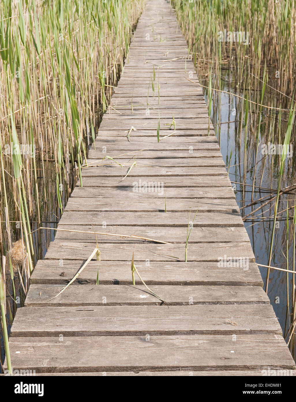 Stngel hi-res stock photography and images - Alamy